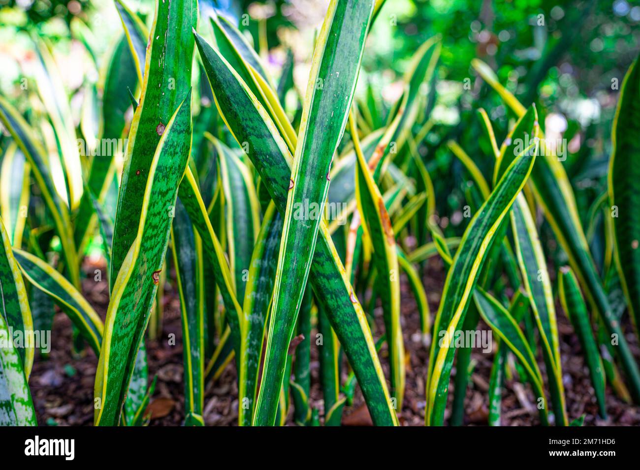 A variety of colorful flora on the island of Madeira. Beautifully ...