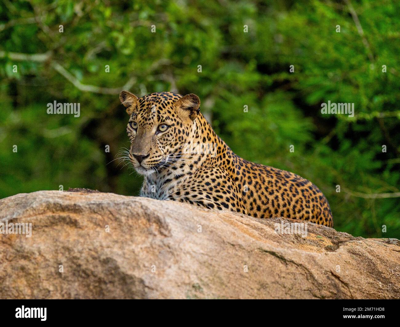 Leopard (Panthera pardus kotiya) is lying on a big rock in Yala ...