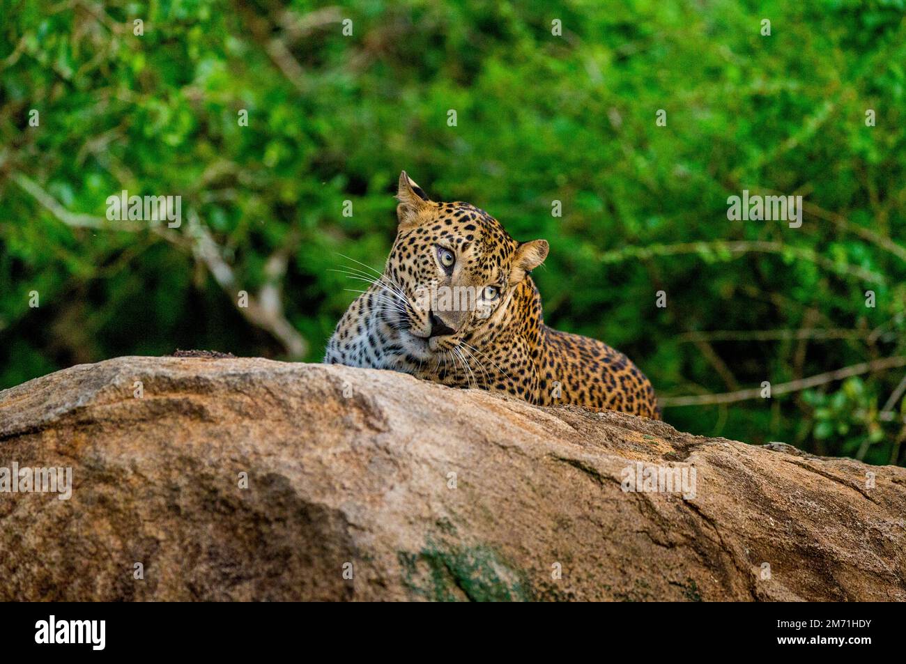 Leopard (Panthera pardus kotiya) is lying on a big rock in Yala ...