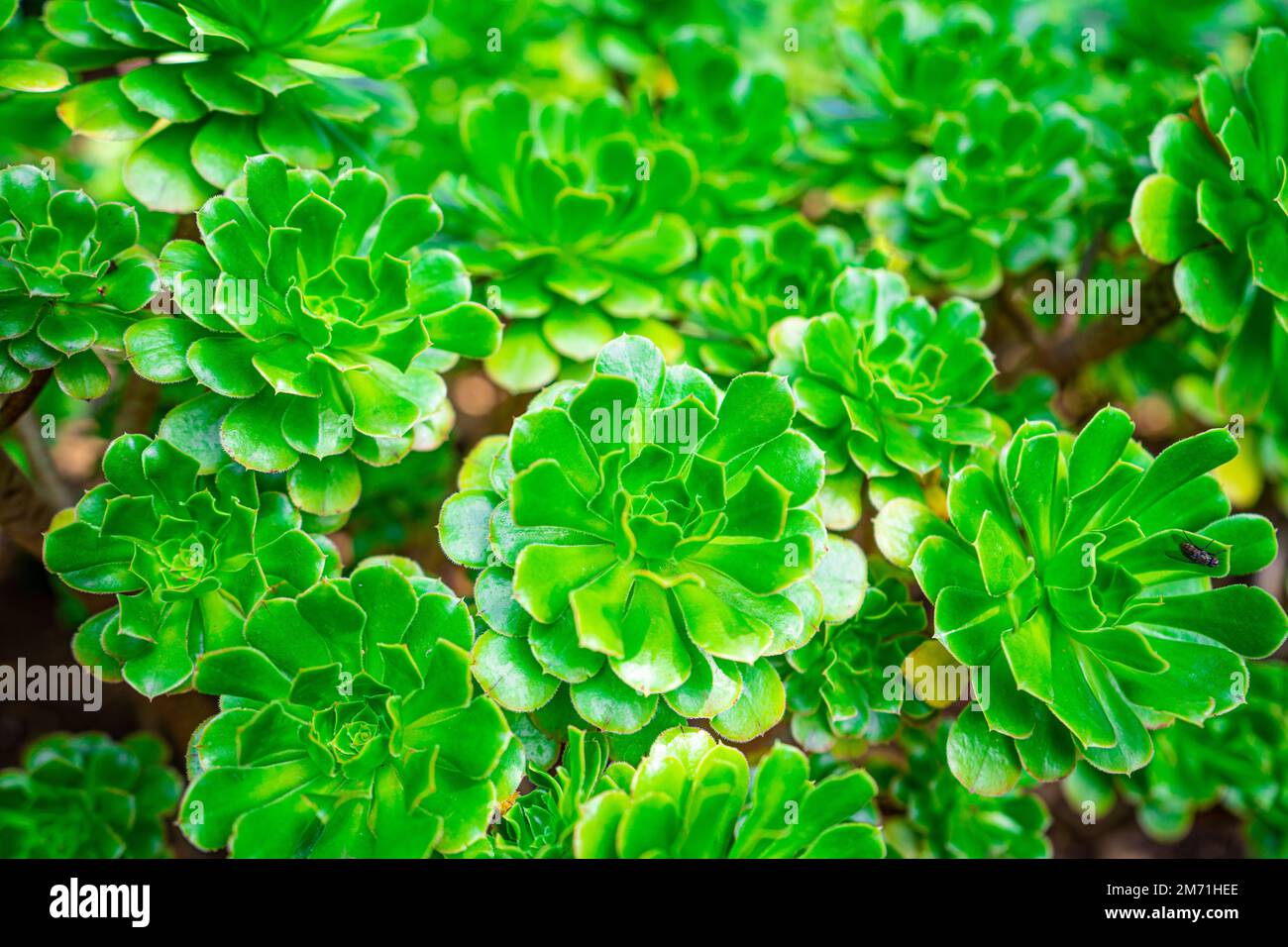A variety of colorful flora on the island of Madeira. Beautifully ...