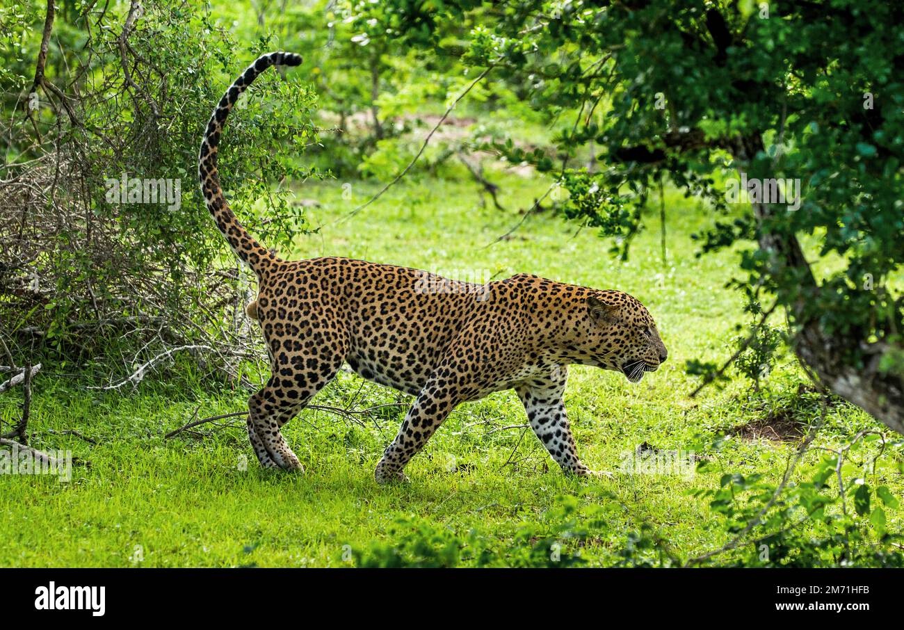 Leopards safari in yala national park hi-res stock photography and ...