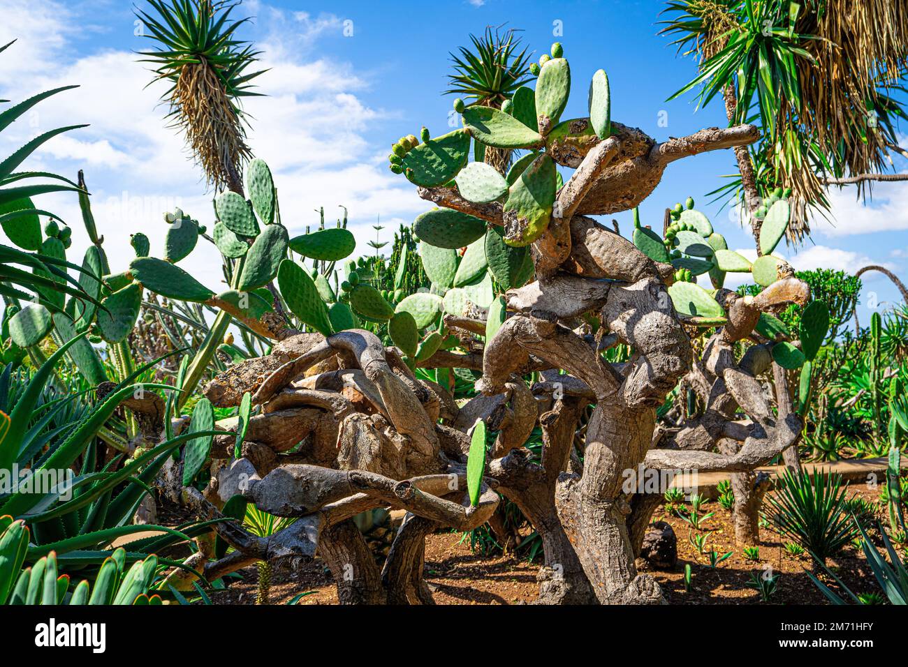 A variety of colorful flora on the island of Madeira. Beautifully ...