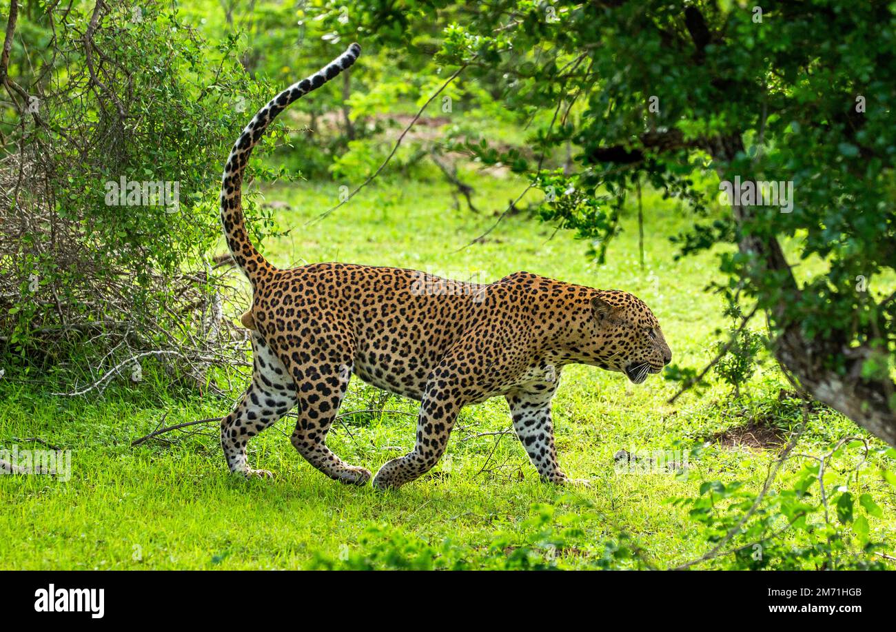 Leopard (Panthera pardus kotiya) in Yala National Park. Sri Lanka Stock ...