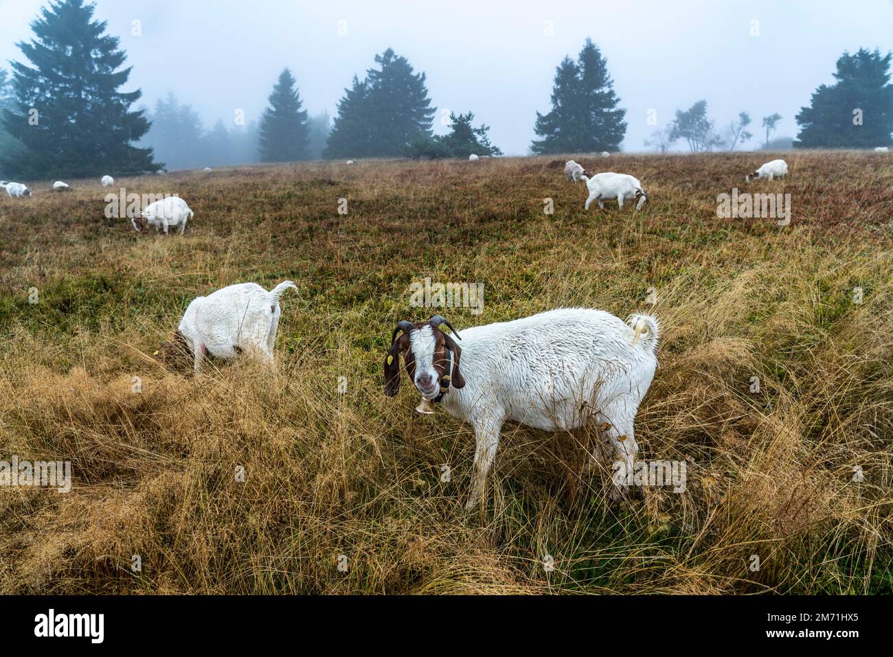 The high heath on the Kahler Asten, mountain in the Sauerland, in ...