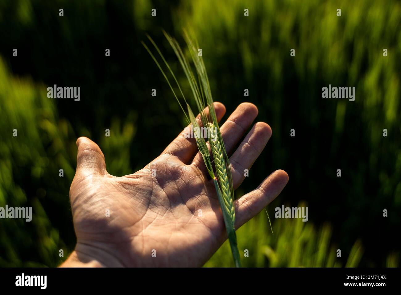 Farmer's holds ears of barley on field under sun, inspecting his ...