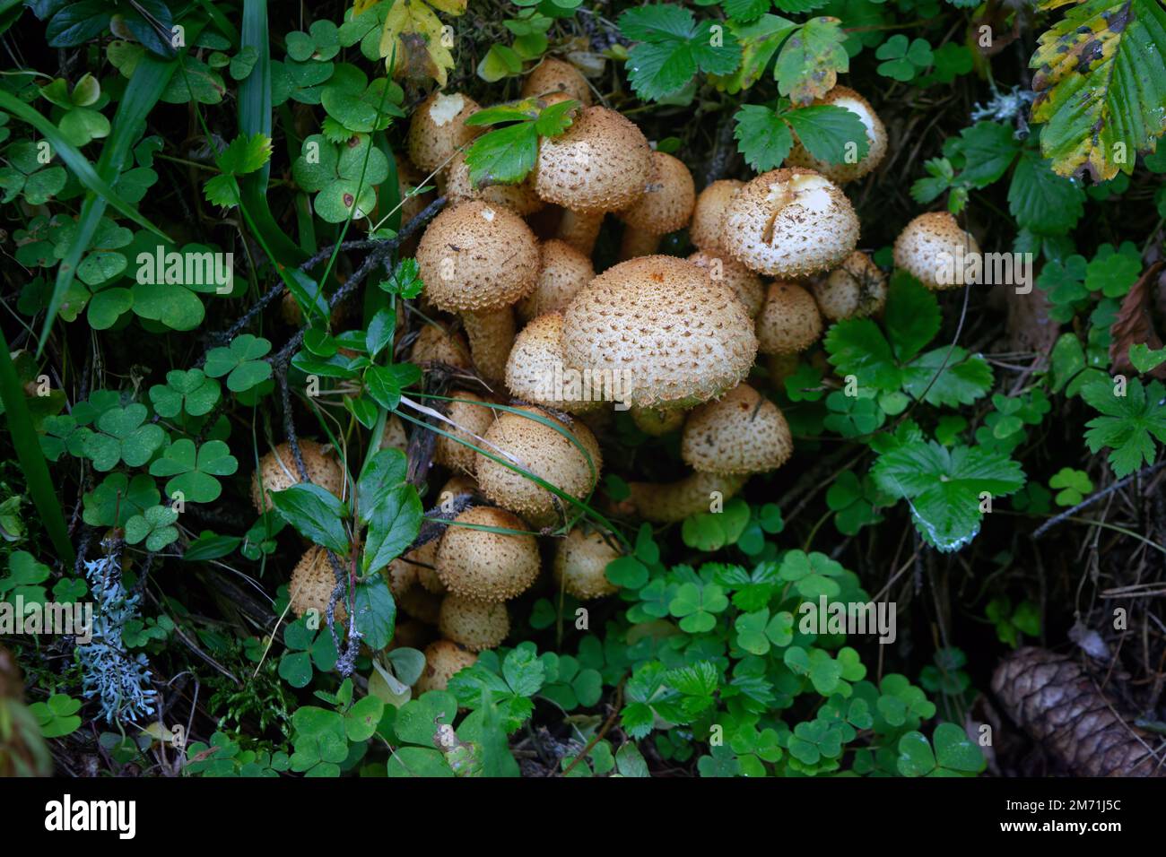 Scaly cluster fungus hi-res stock photography and images - Alamy