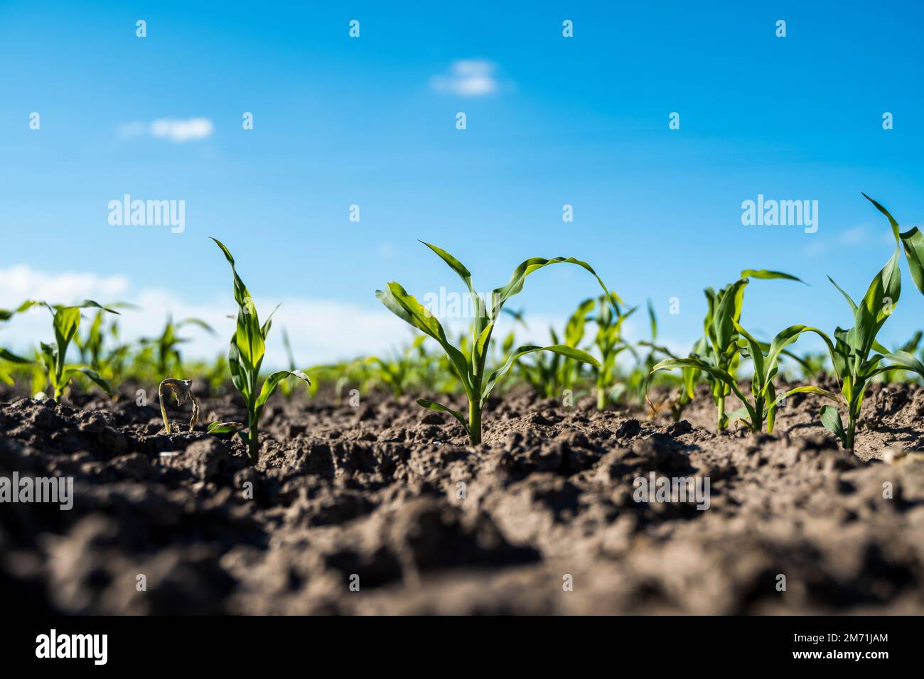 Maize seedling in agricultural field. Growing of young green corn ...