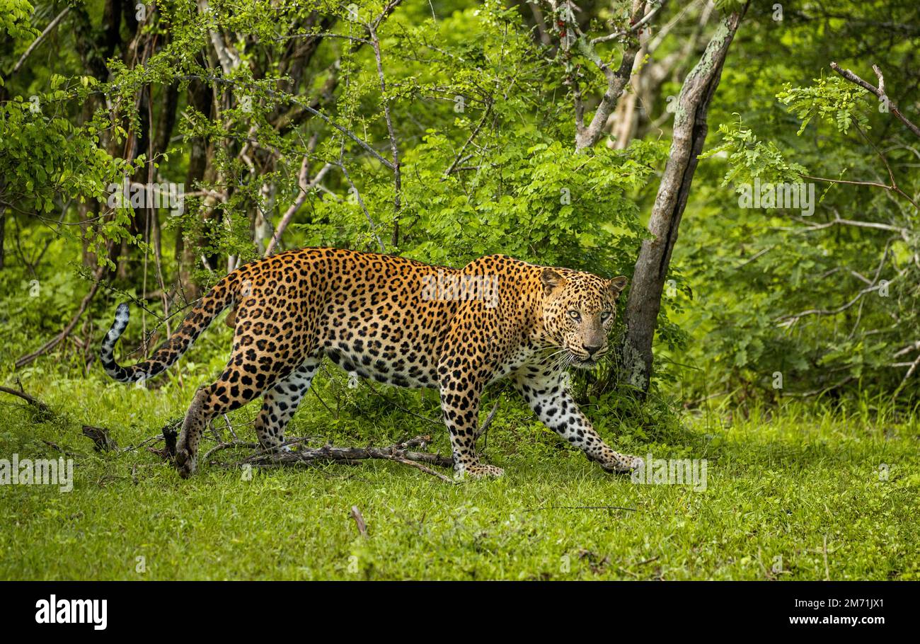 Leopard (Panthera pardus kotiya) in Yala National Park. Sri Lanka Stock ...