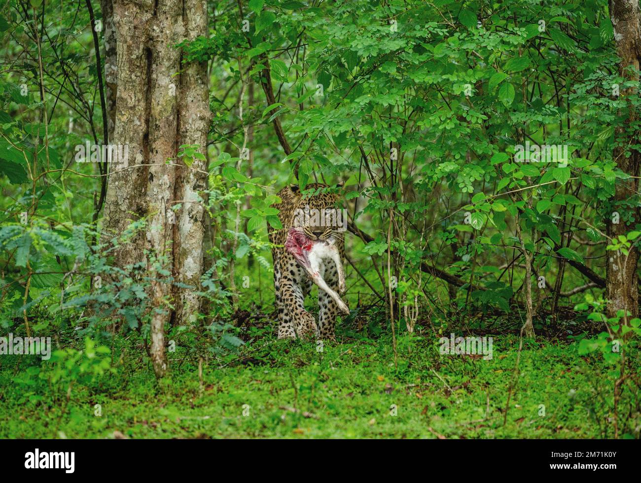 Leopard (Panthera pardus kotiya) with prey in the jungle. Sri Lanka ...