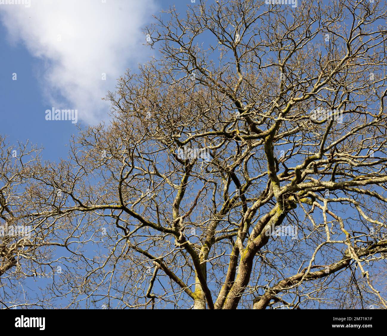 A tree in early spring, soon to bud and grow back its leaves Stock ...