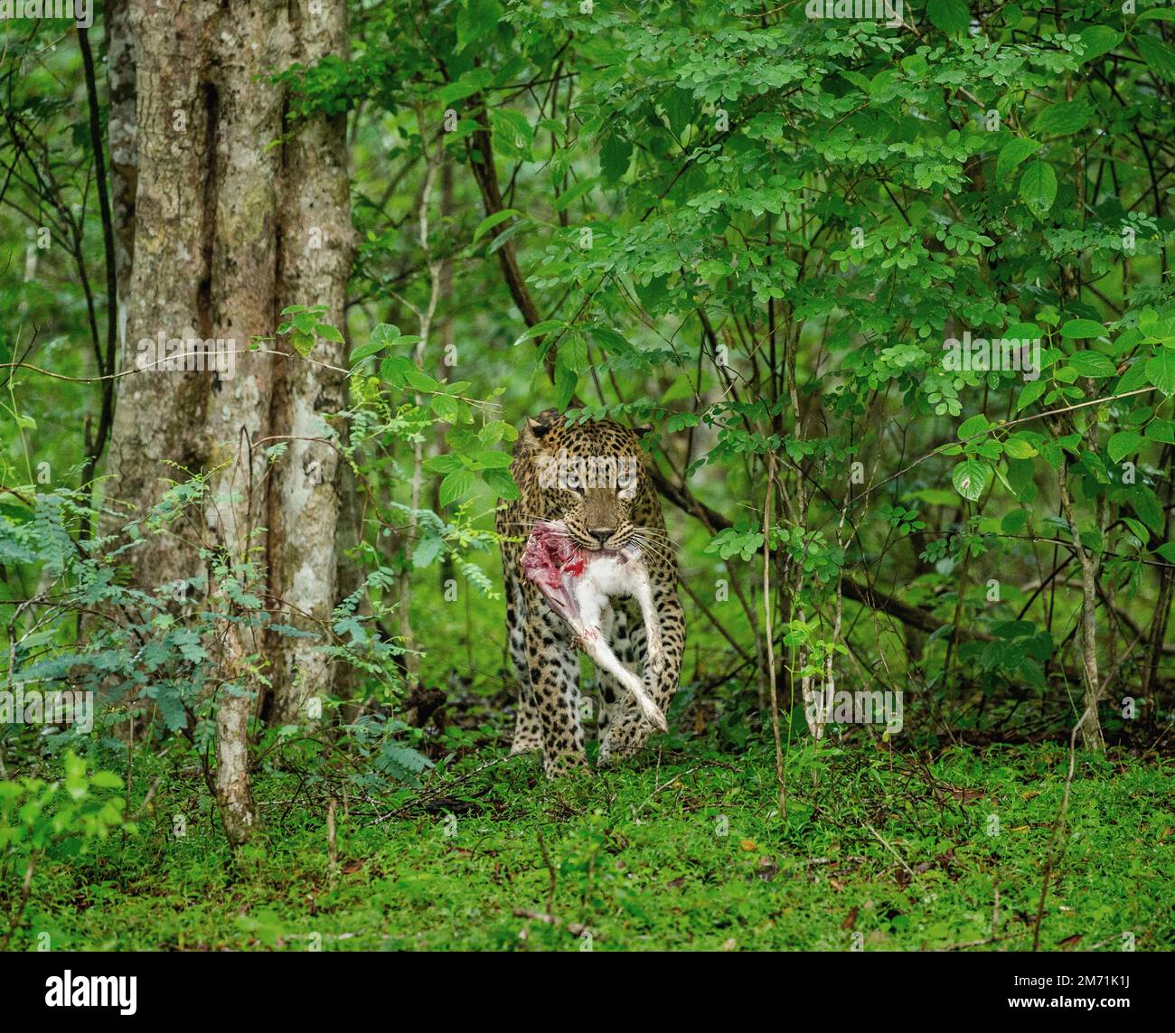 Leopard (Panthera pardus kotiya) with prey in the jungle. Sri Lanka ...