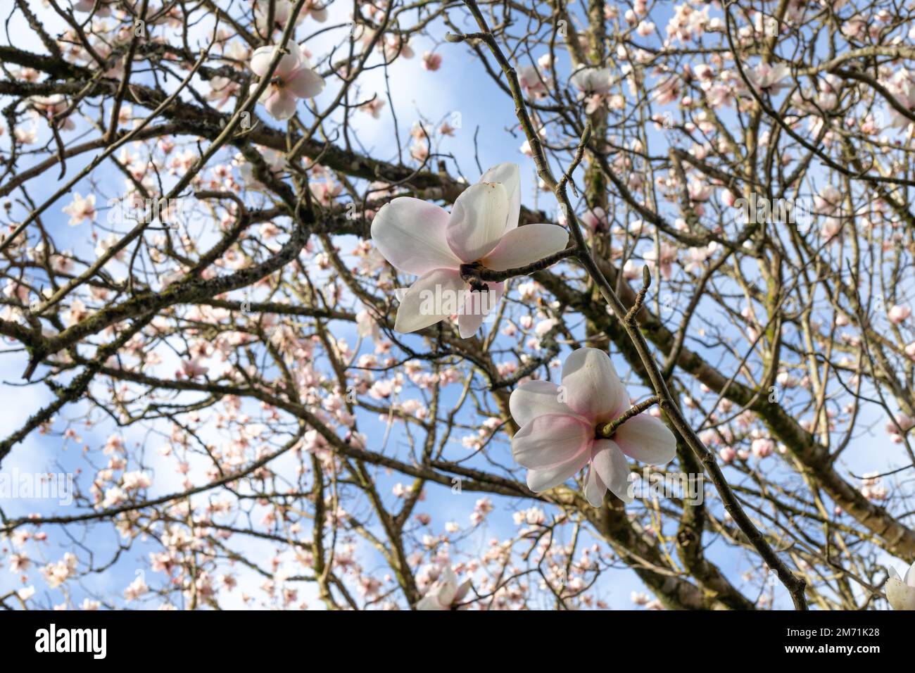 Blossoming tree against a blue sky backdrop. Taken in the Falmouth ...