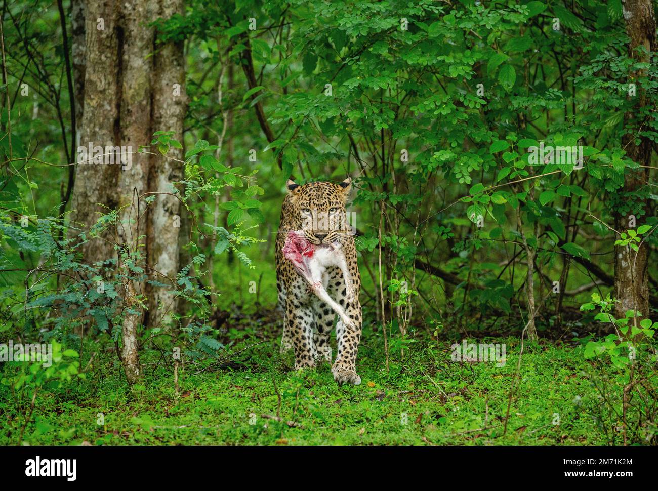Leopard (Panthera pardus kotiya) with prey in the jungle. Sri Lanka ...
