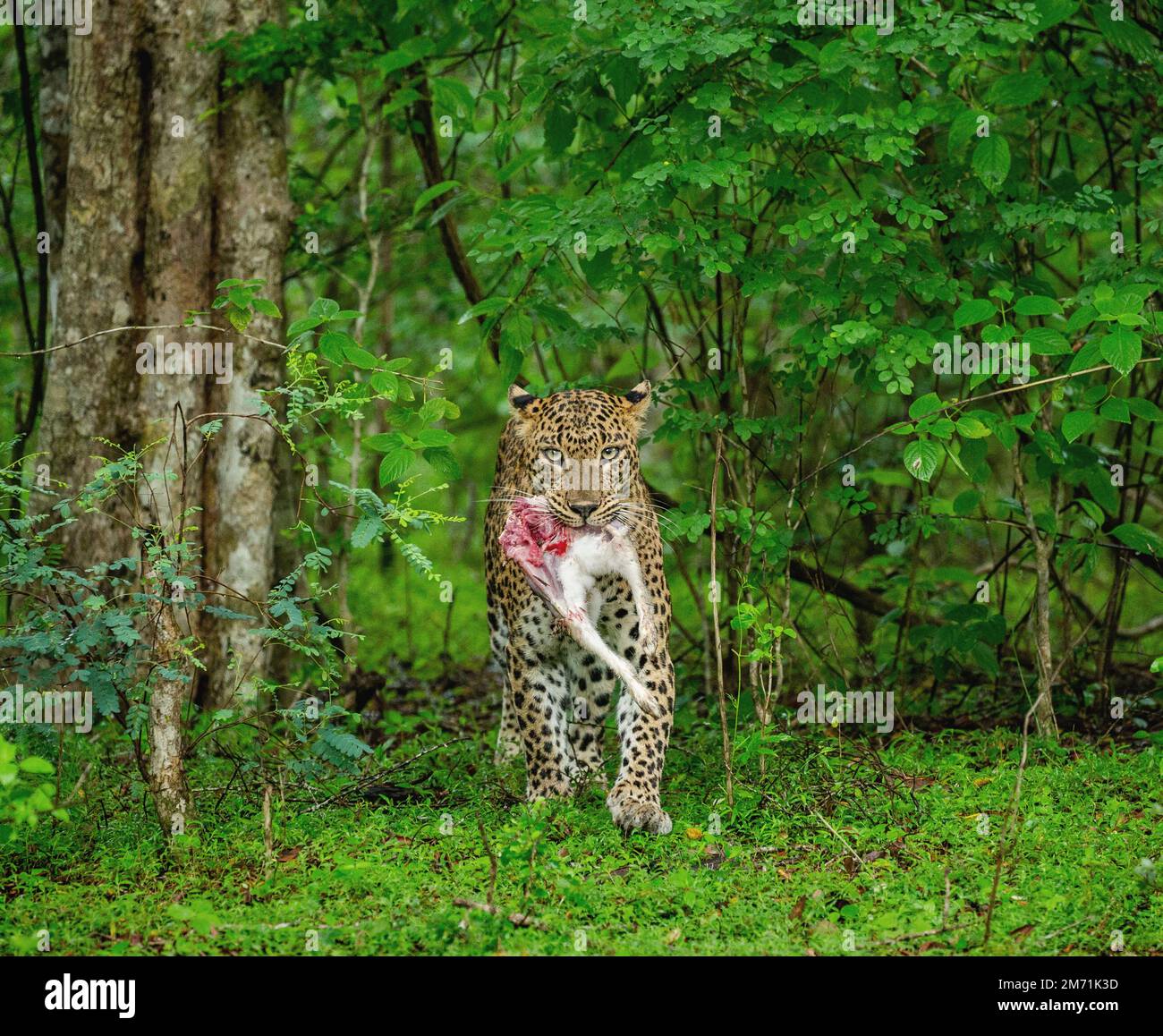 Leopard (Panthera pardus kotiya) with prey in the jungle. Sri Lanka ...