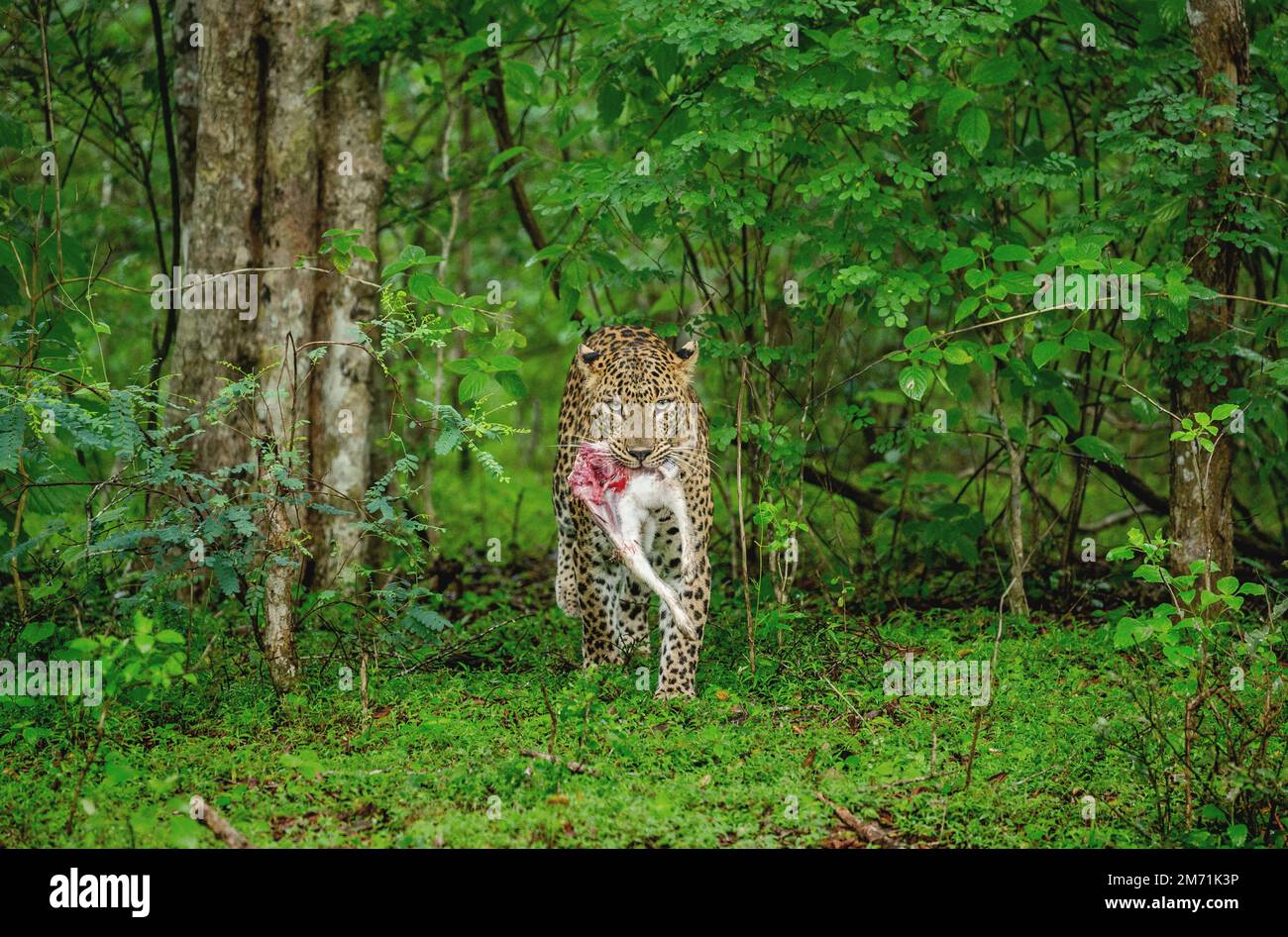Leopard (Panthera pardus kotiya) with prey in the jungle. Sri Lanka ...