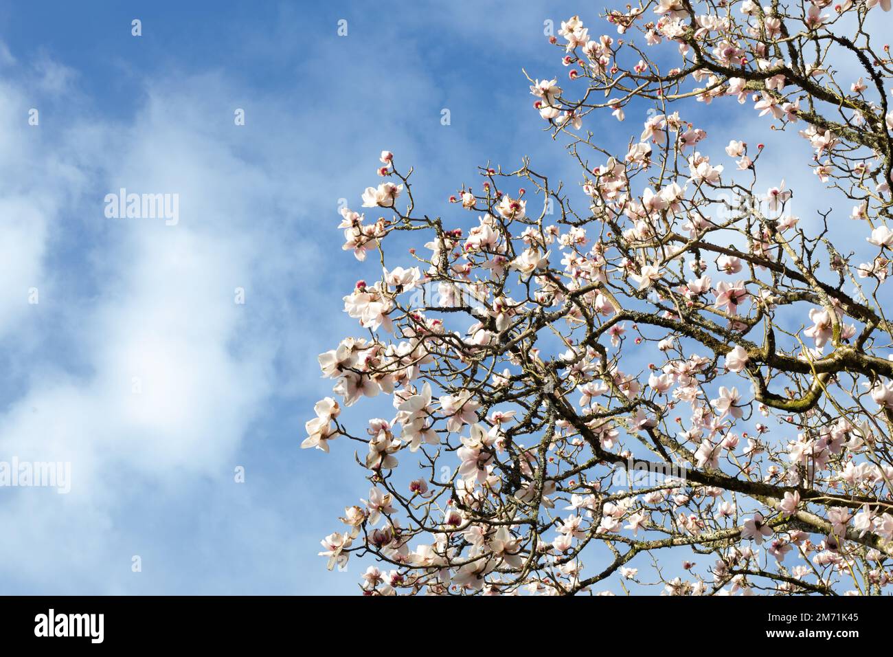 Blossoming tree against a blue sky backdrop. Taken in the Falmouth ...