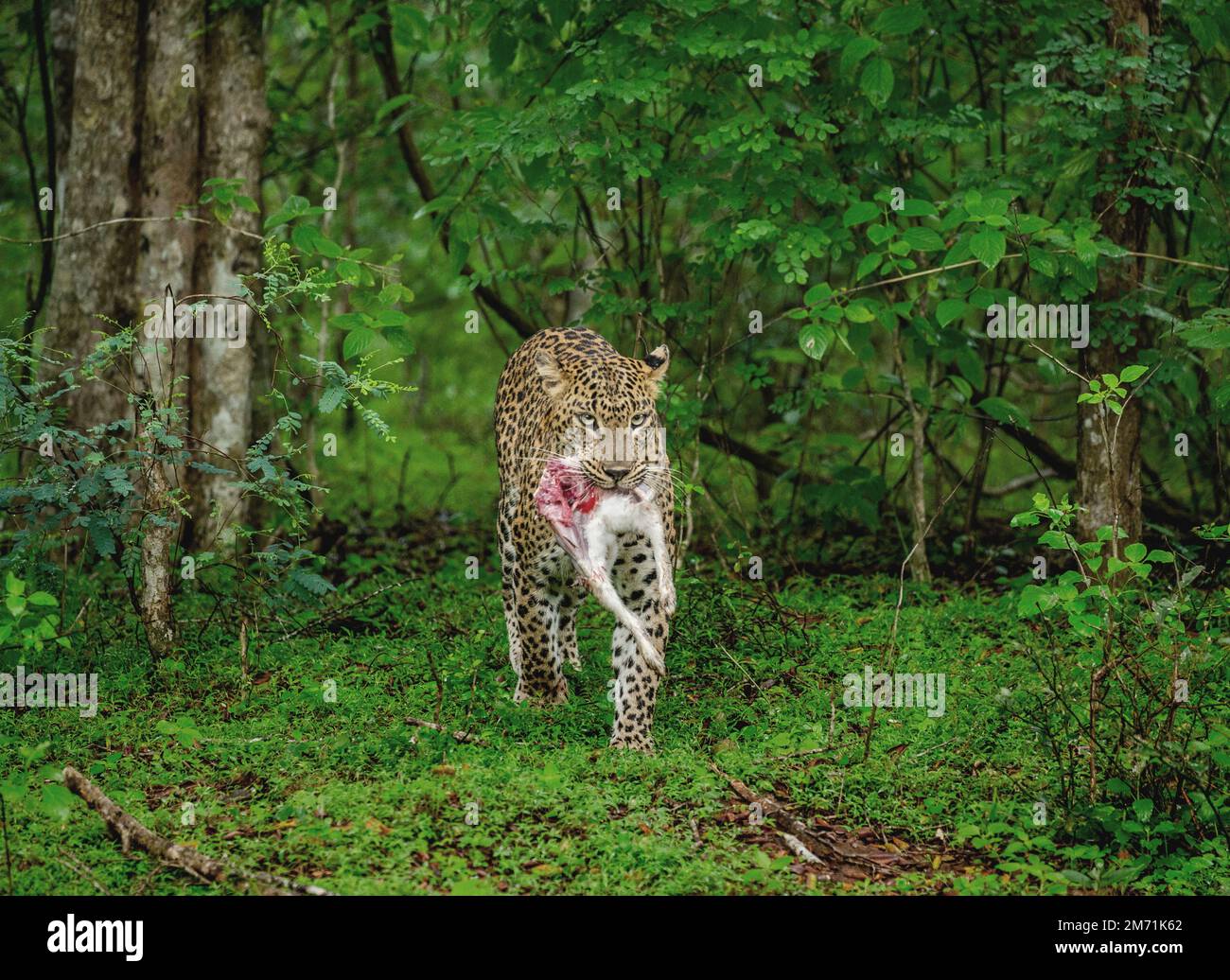 Leopard (Panthera pardus kotiya) with prey in the jungle. Sri Lanka ...