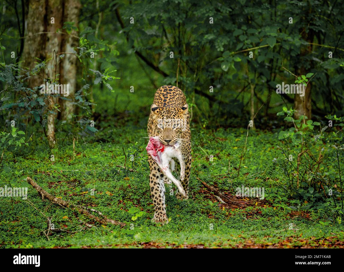 Leopard (Panthera pardus kotiya) with prey in the jungle. Sri Lanka ...