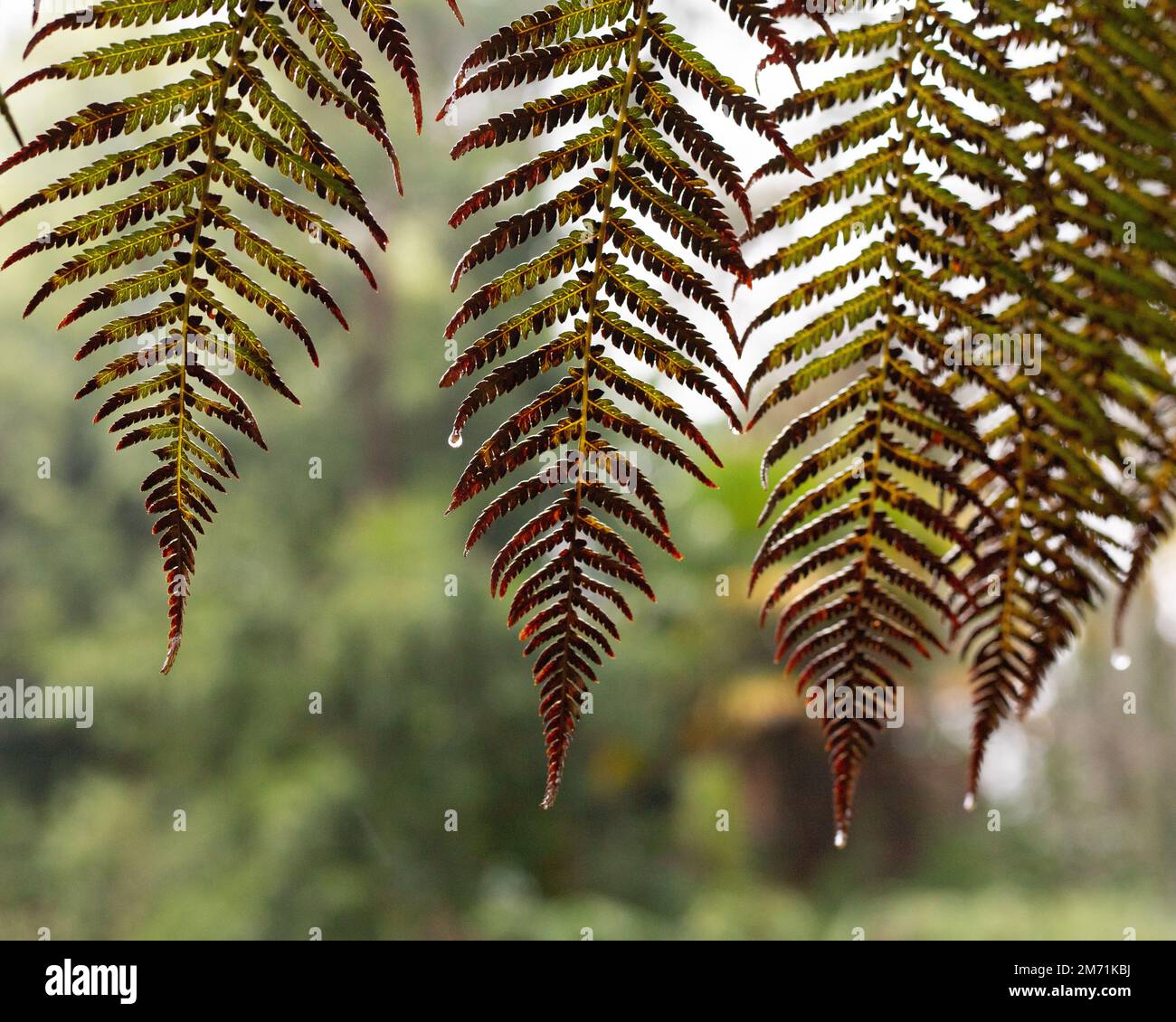Wet branches dripping raindrops. In a forest in Cornwall, United ...