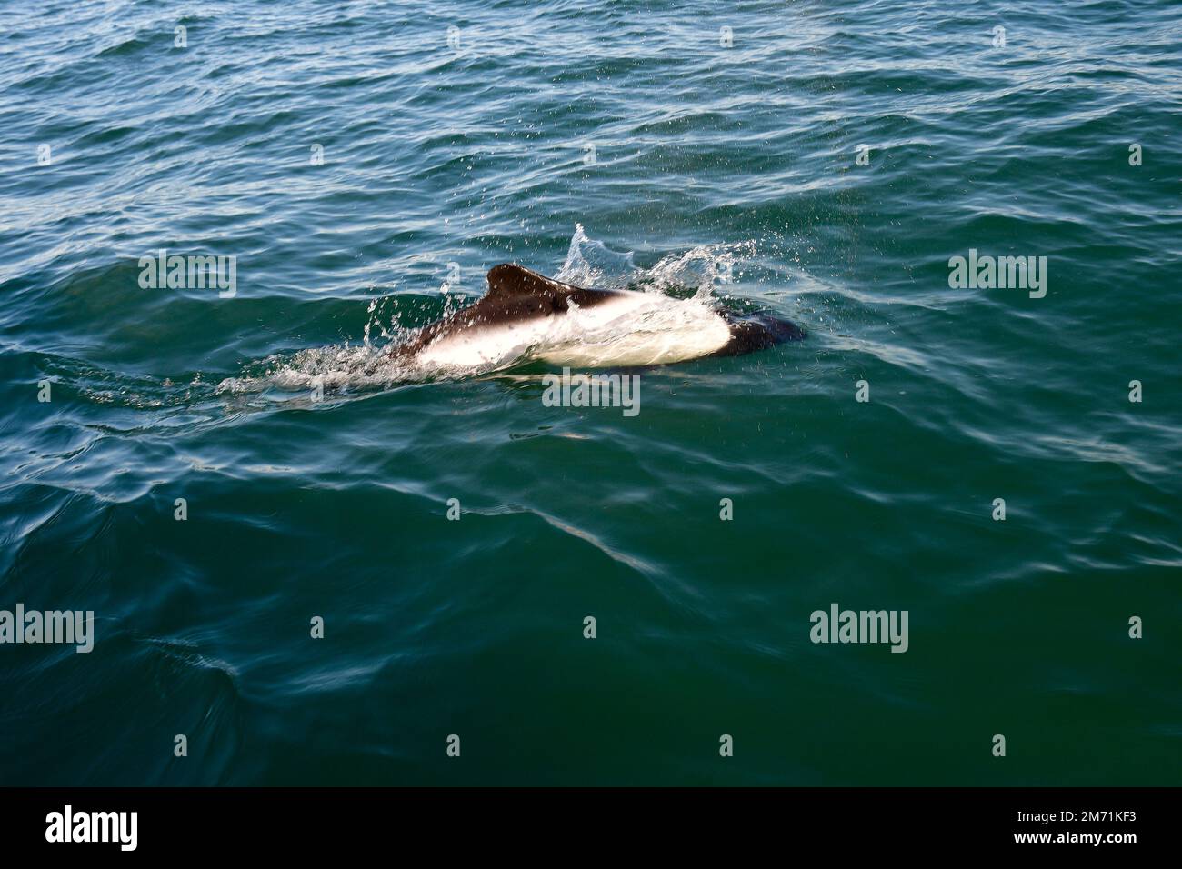 Commersons dolphin .Cephalorhynchus commersonii.Peninsula Valdes Stock ...