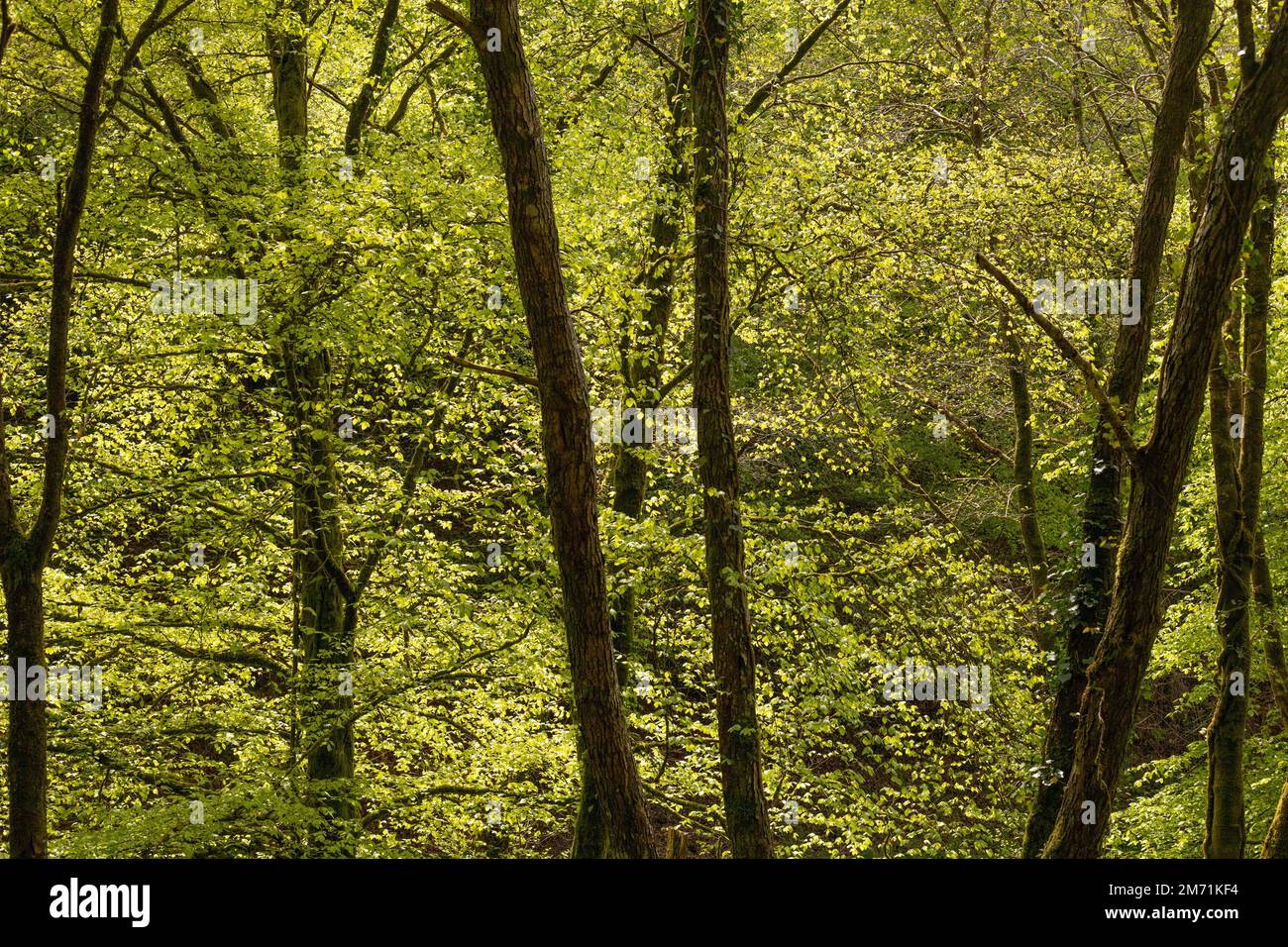 Green, leafy trees in Cardinham Forest, Cornwall. Managed by the ...
