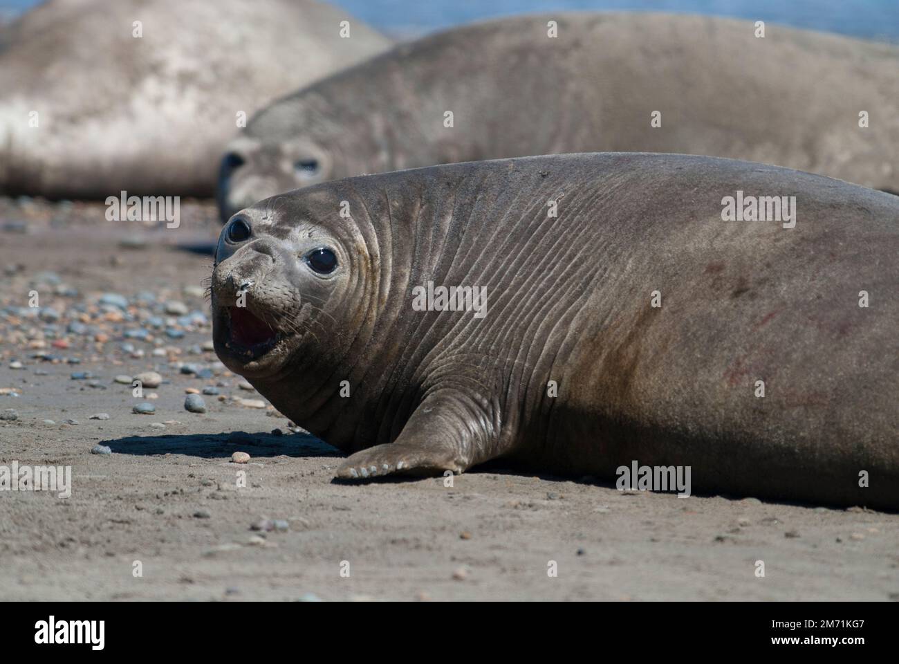 Elephant seal (Mirounga Leonina) , Peninsula Valdes, Unesco World ...