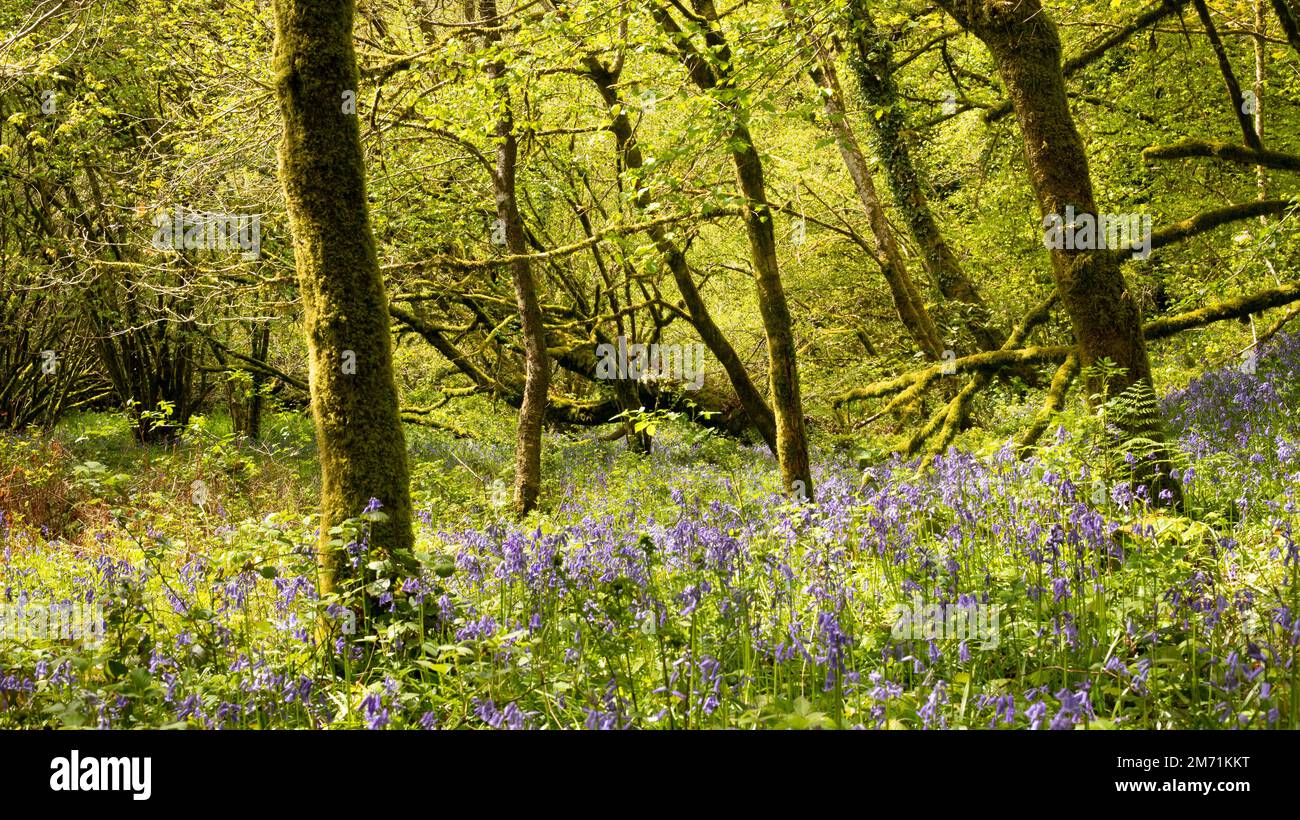Mossy trees and bluebells at Cardinham Forest, Cornwall, United Kingdom ...