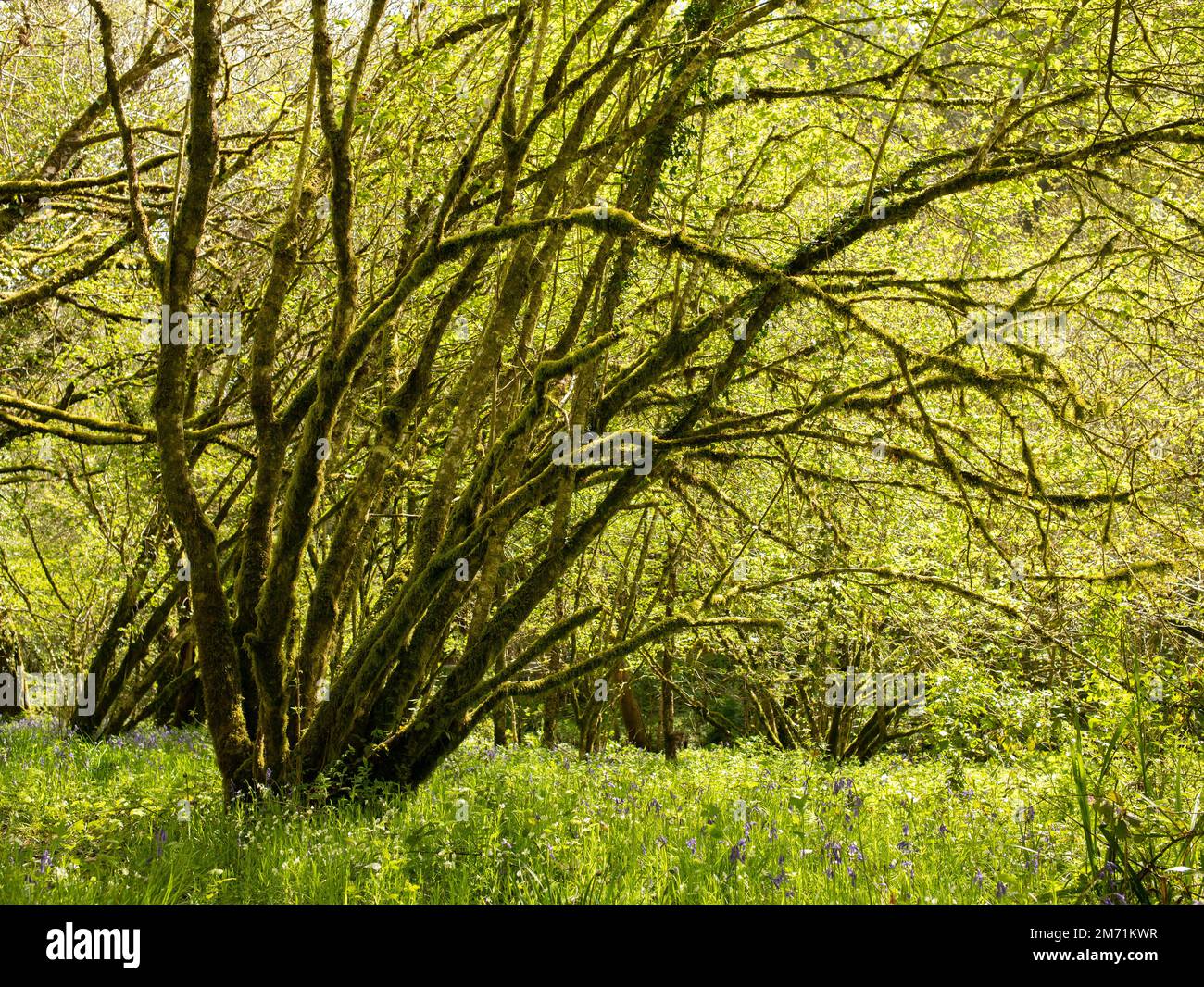 Mossy trees and bluebells at Cardinham Forest, Cornwall, United Kingdom ...