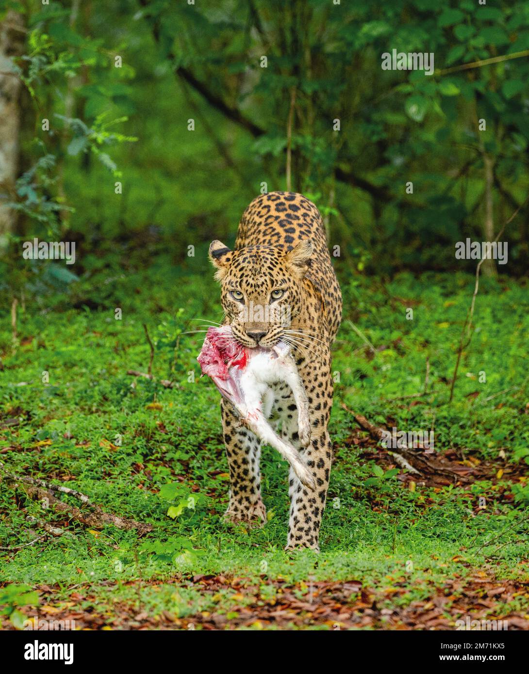 Leopard (Panthera pardus kotiya) with prey in the jungle. Sri Lanka ...