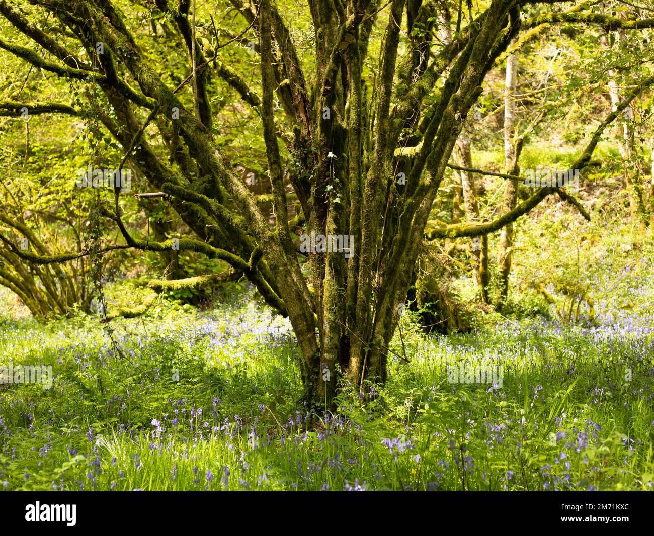 Mossy trees and bluebells at Cardinham Forest, Cornwall, United Kingdom ...