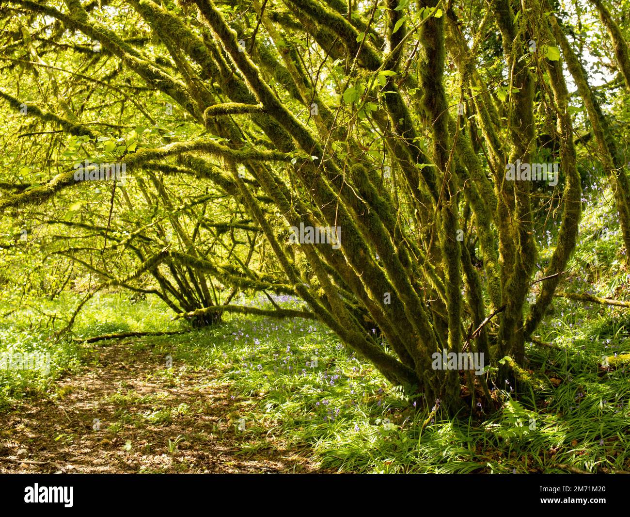 Mossy trees and bluebells at Cardinham Forest, Cornwall, United Kingdom ...