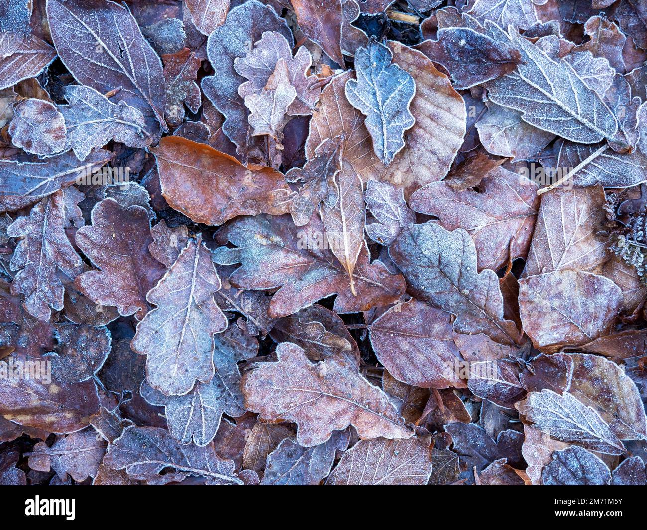 Frosty fallen oak and beech leaves on a woodland floor Stock Photo - Alamy