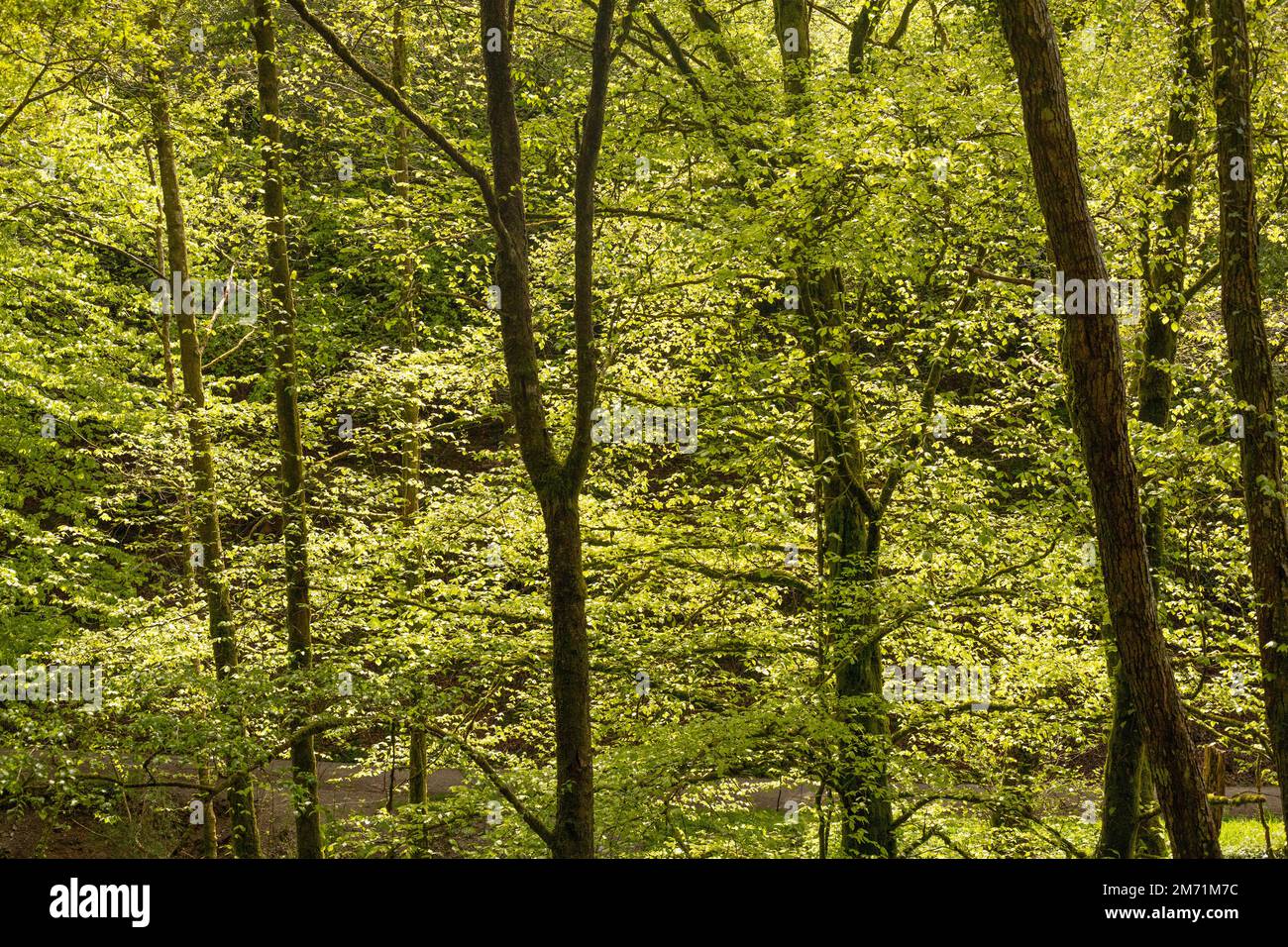 Green, leafy trees in Cardinham Forest, Cornwall. Managed by the ...