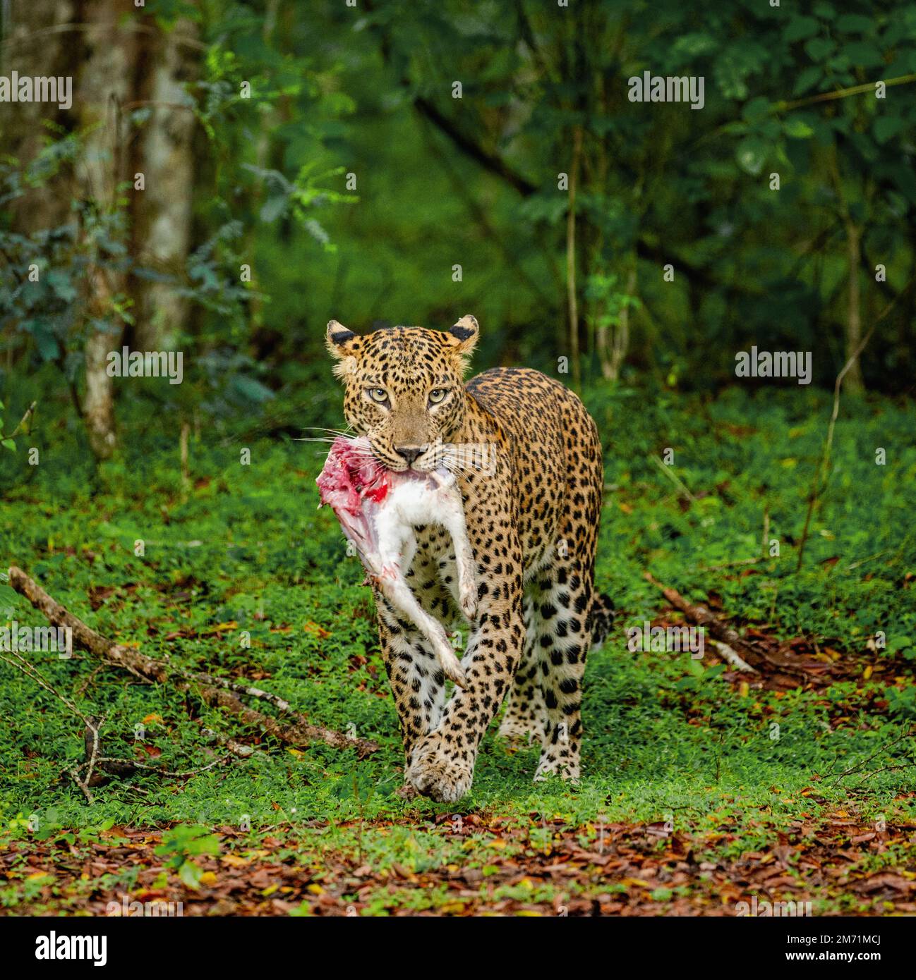 Leopard (Panthera pardus kotiya) with prey in the jungle. Sri Lanka ...