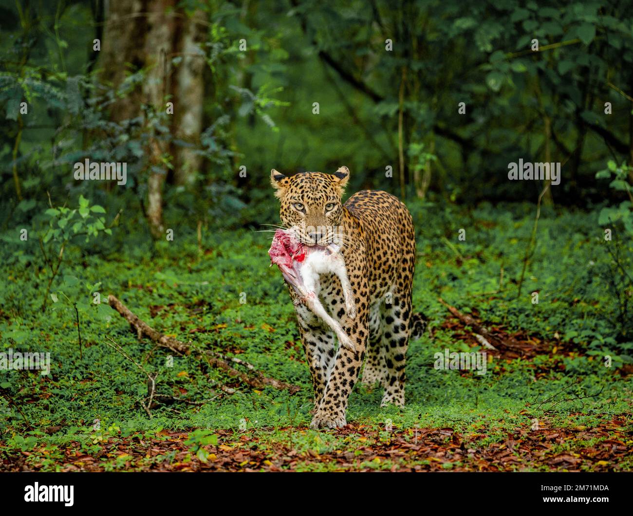Leopard (Panthera pardus kotiya) with prey in the jungle. Sri Lanka ...