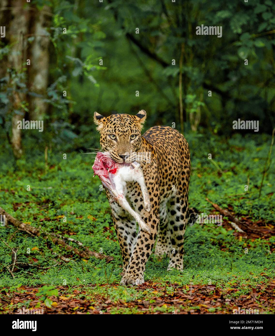 Leopard (Panthera pardus kotiya) with prey in the jungle. Sri Lanka ...