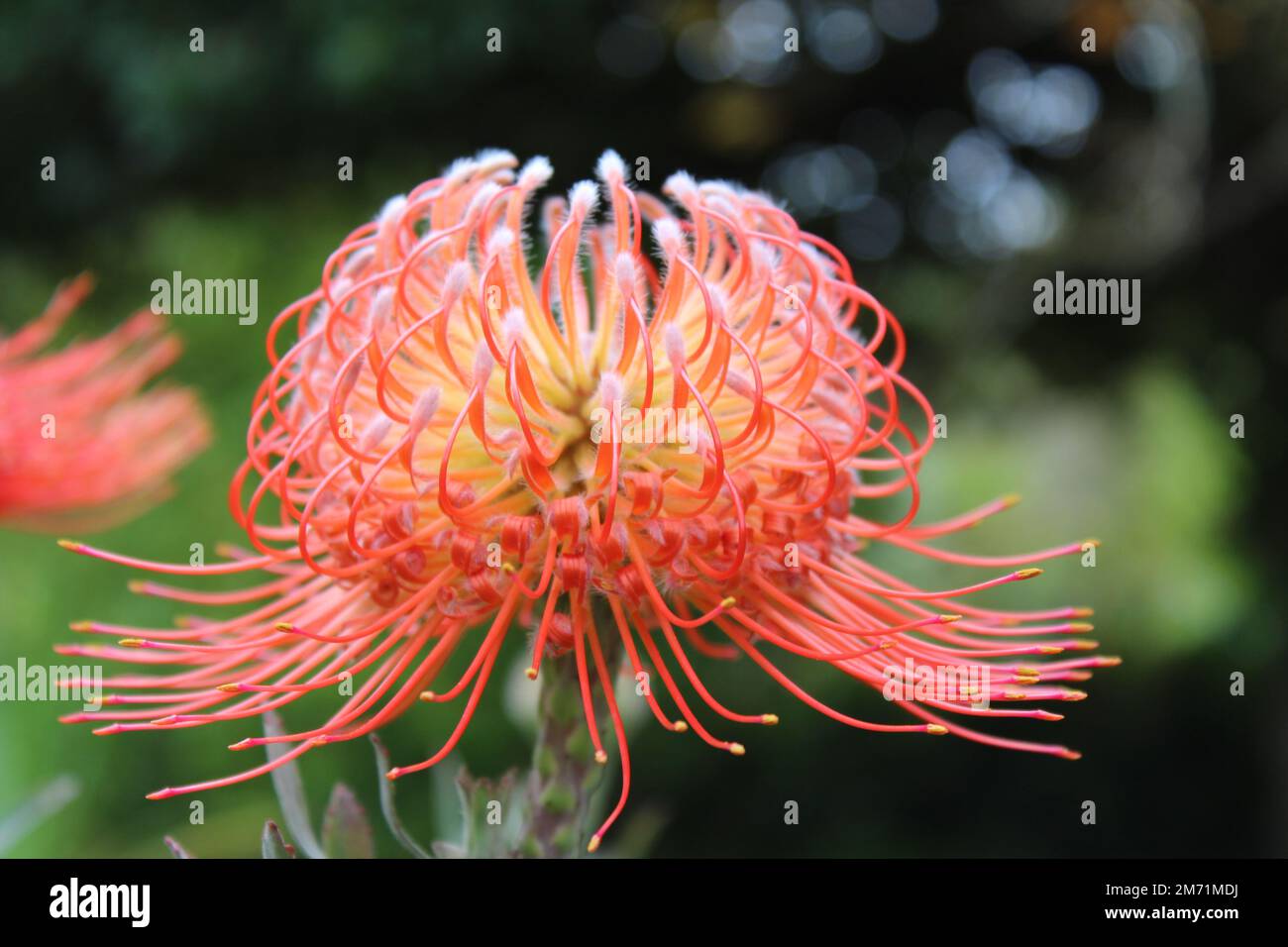 Native maui plants hi-res stock photography and images - Alamy