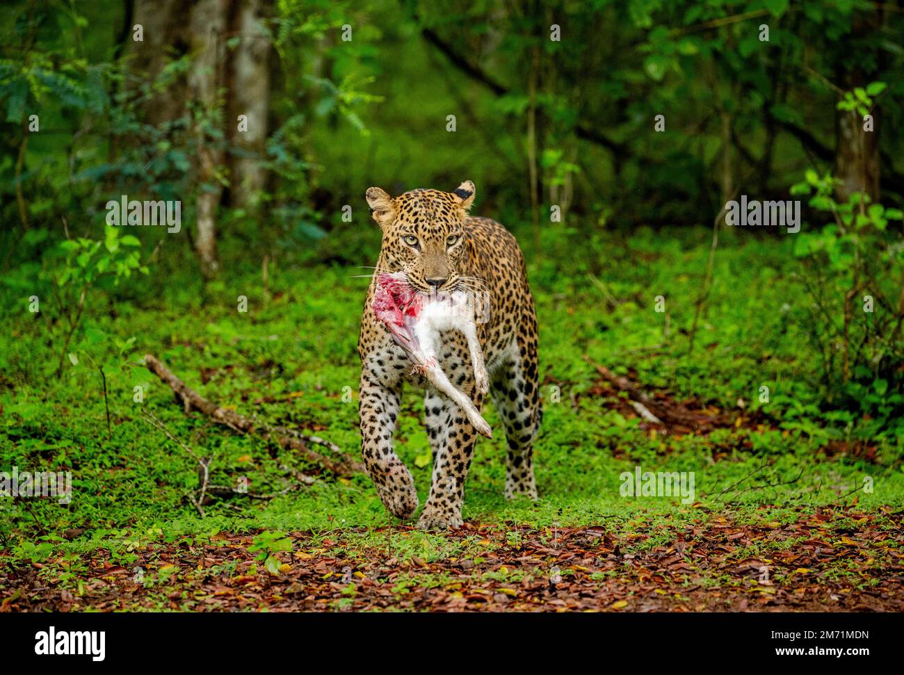 Leopard (Panthera pardus kotiya) with prey in the jungle. Sri Lanka ...