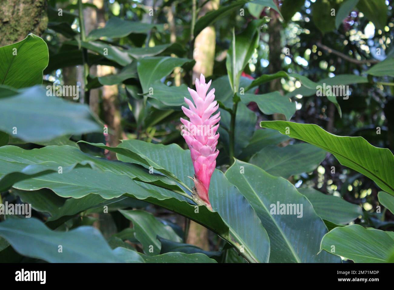 Hawaiian native plants hi-res stock photography and images - Alamy