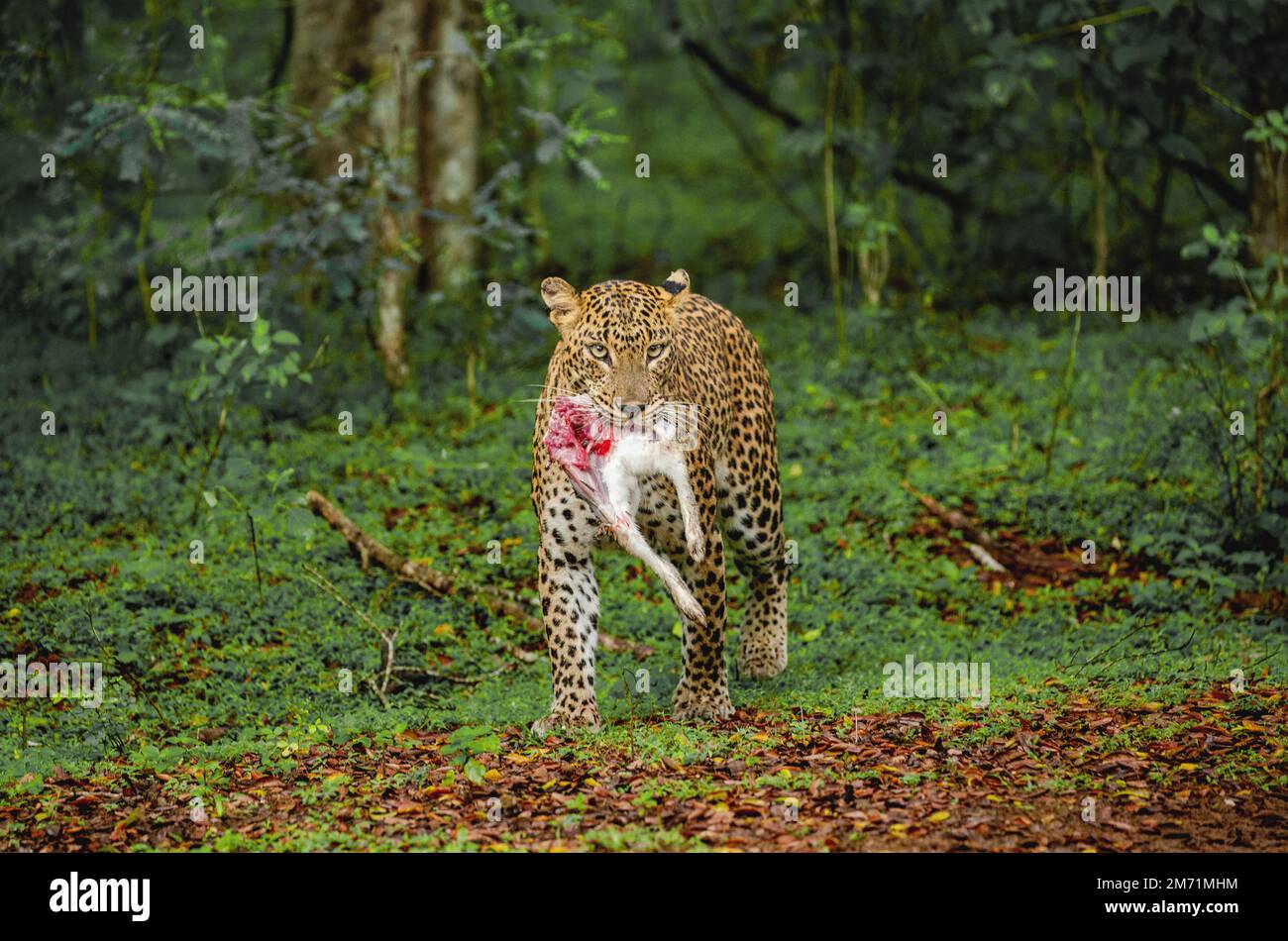 Leopard (Panthera pardus kotiya) with prey in the jungle. Sri Lanka ...