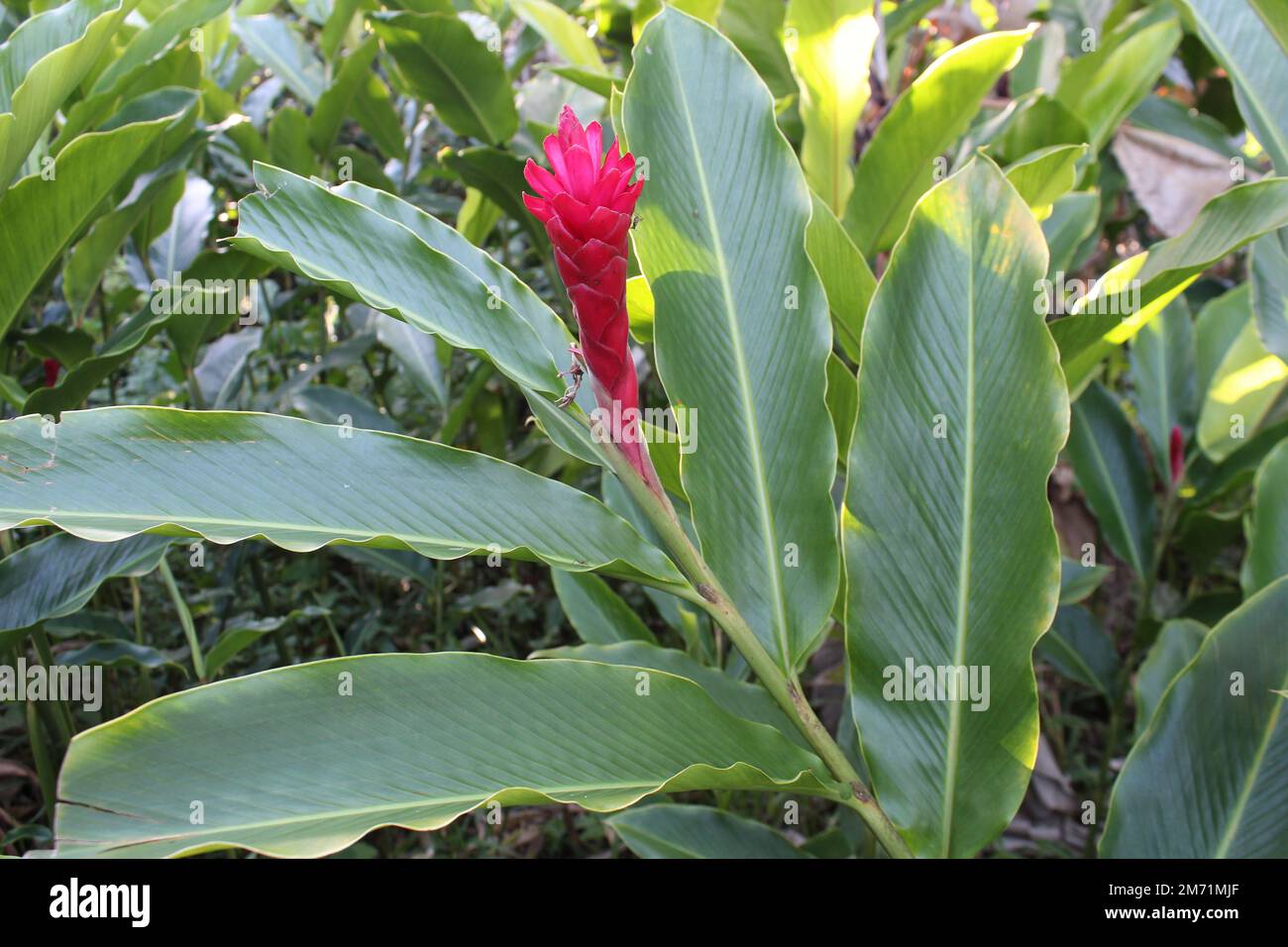 Hawaiian native plants hi-res stock photography and images - Alamy