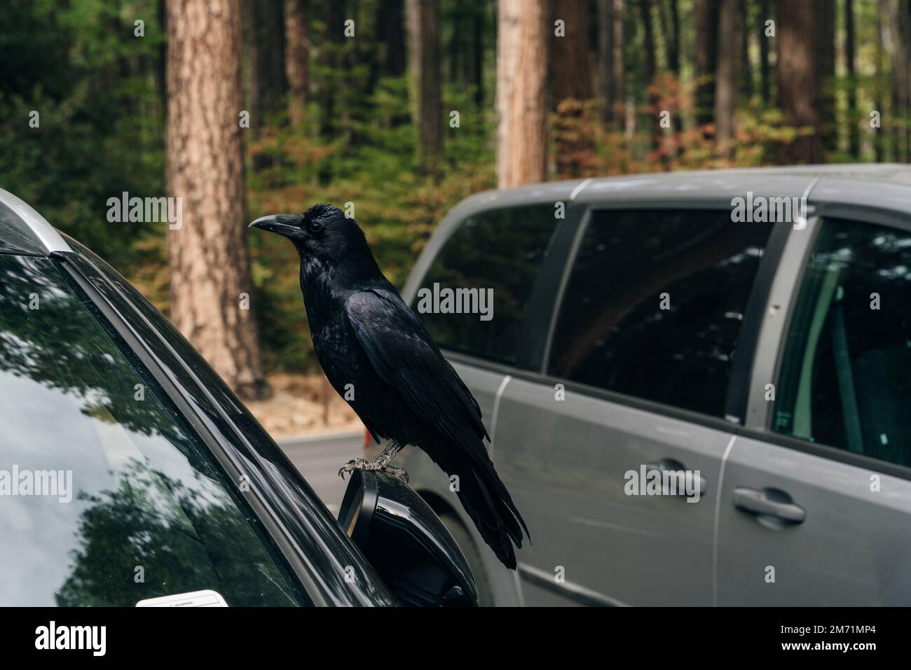 Raven rooftop hi-res stock photography and images - Alamy