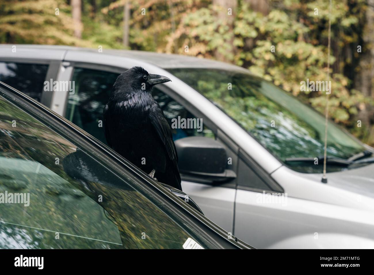 Raven rooftop hi-res stock photography and images - Alamy
