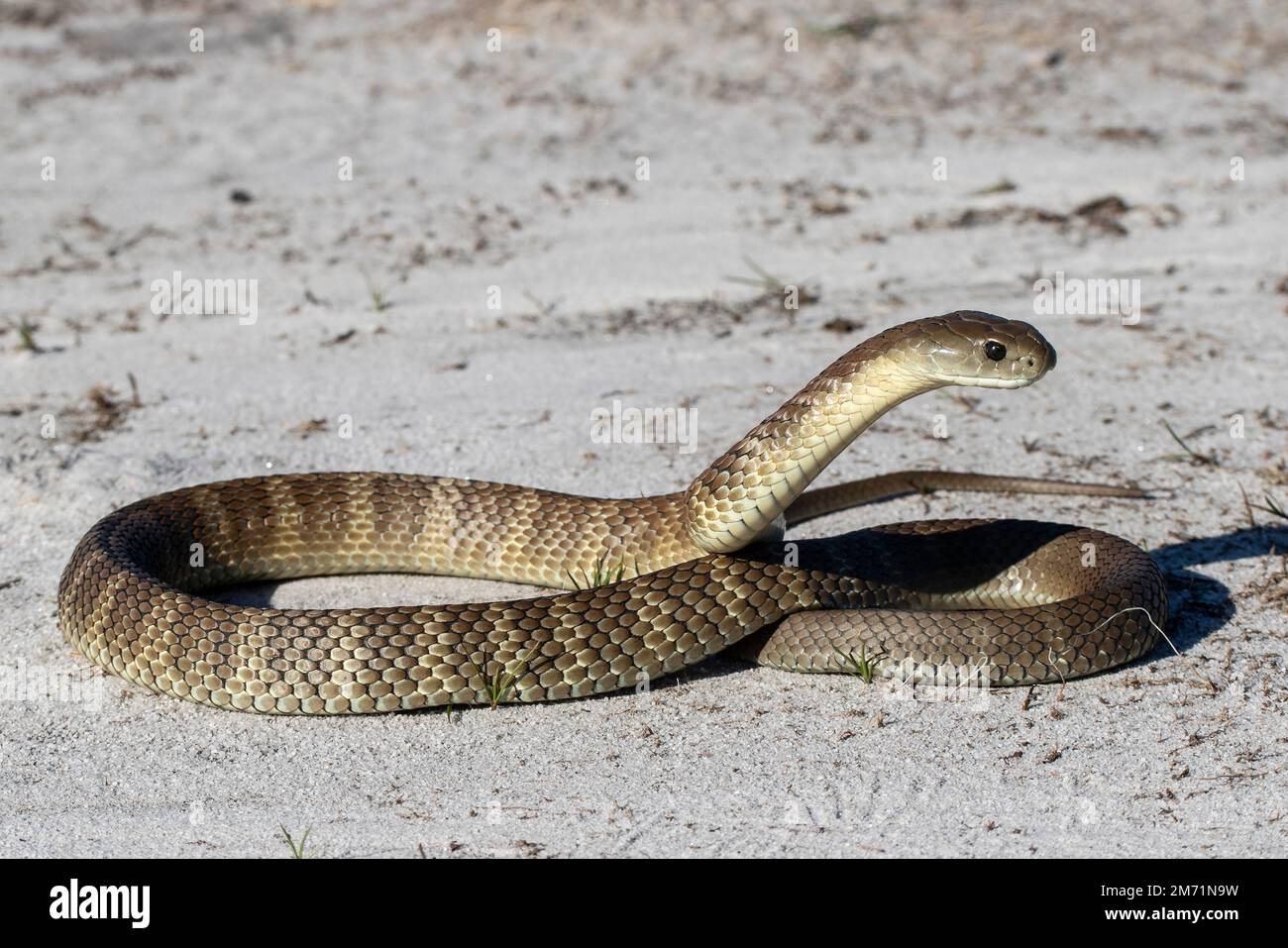 Australian Eastern Tiger Snake in curled up position Stock Photo - Alamy