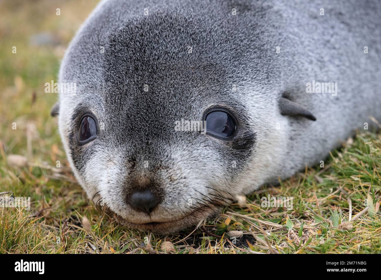 Antarctic Fur Seal pup at South Georgia Stock Photo - Alamy