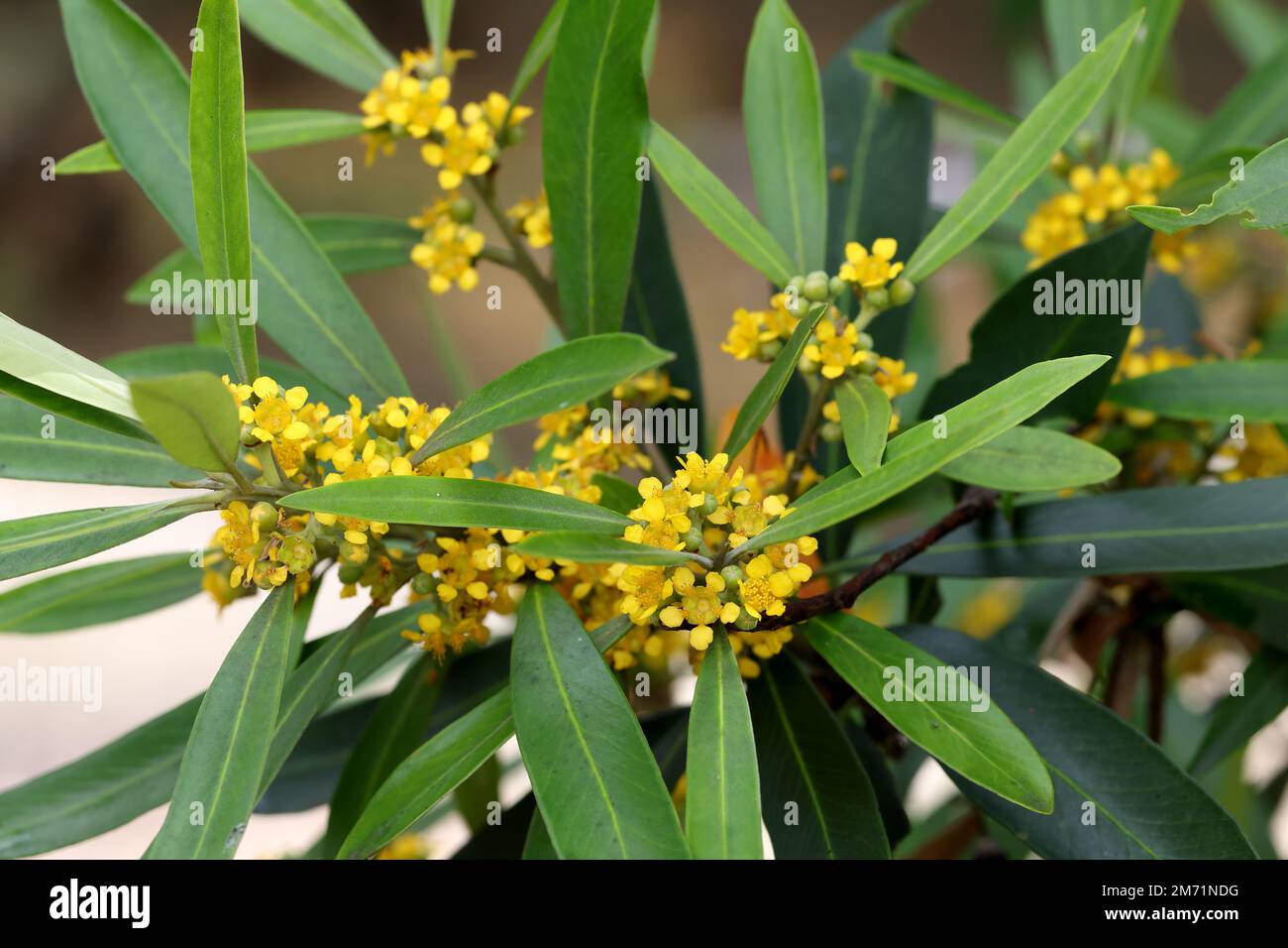 Tristaniopsis Laurina