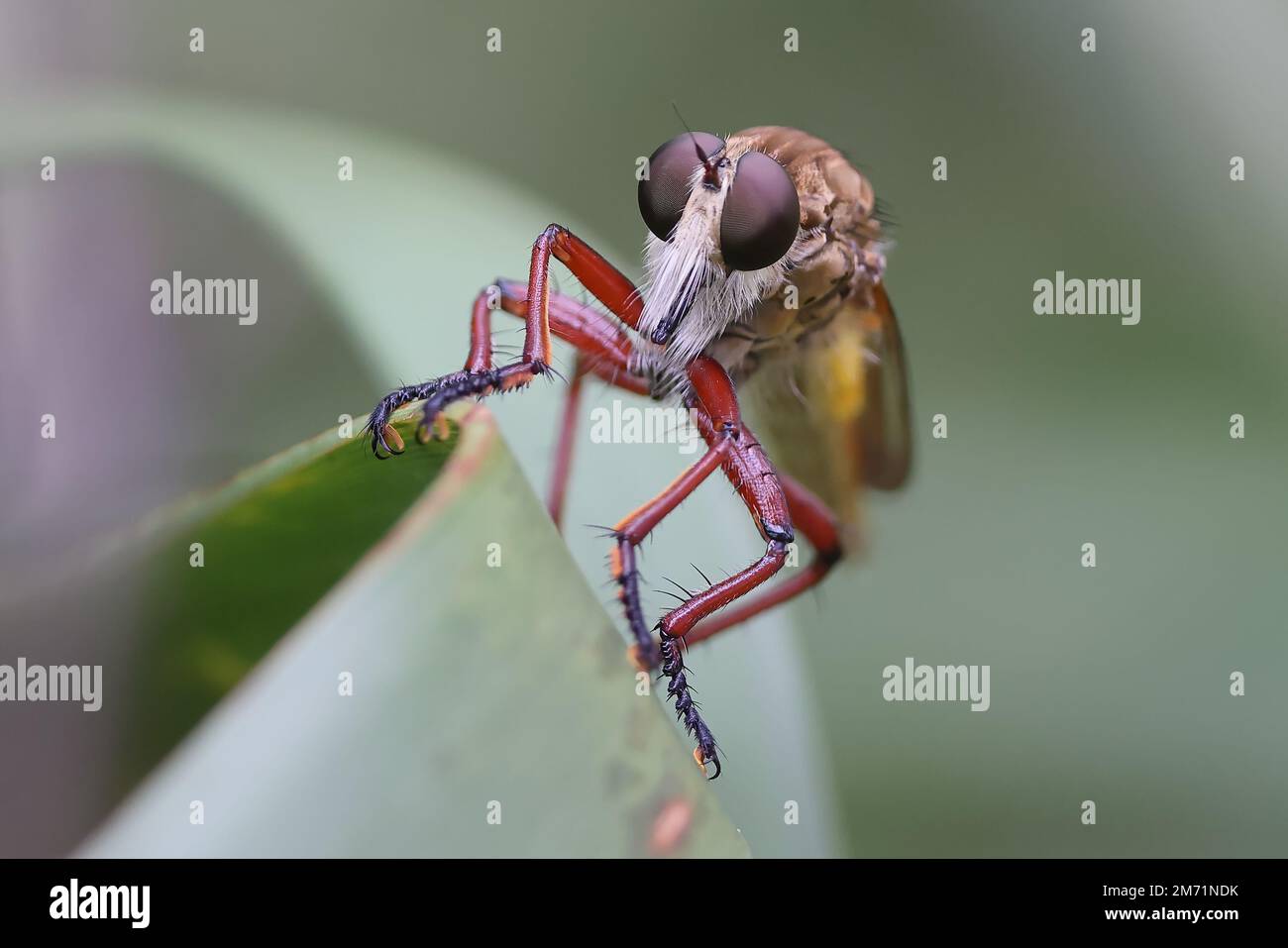 Fly perched on leaf hi-res stock photography and images - Alamy