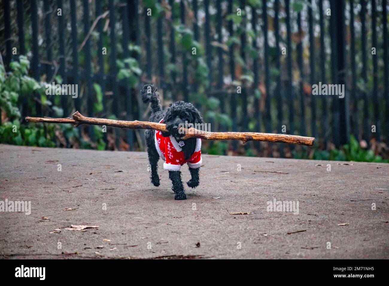 On frosty stick hi-res stock photography and images - Alamy