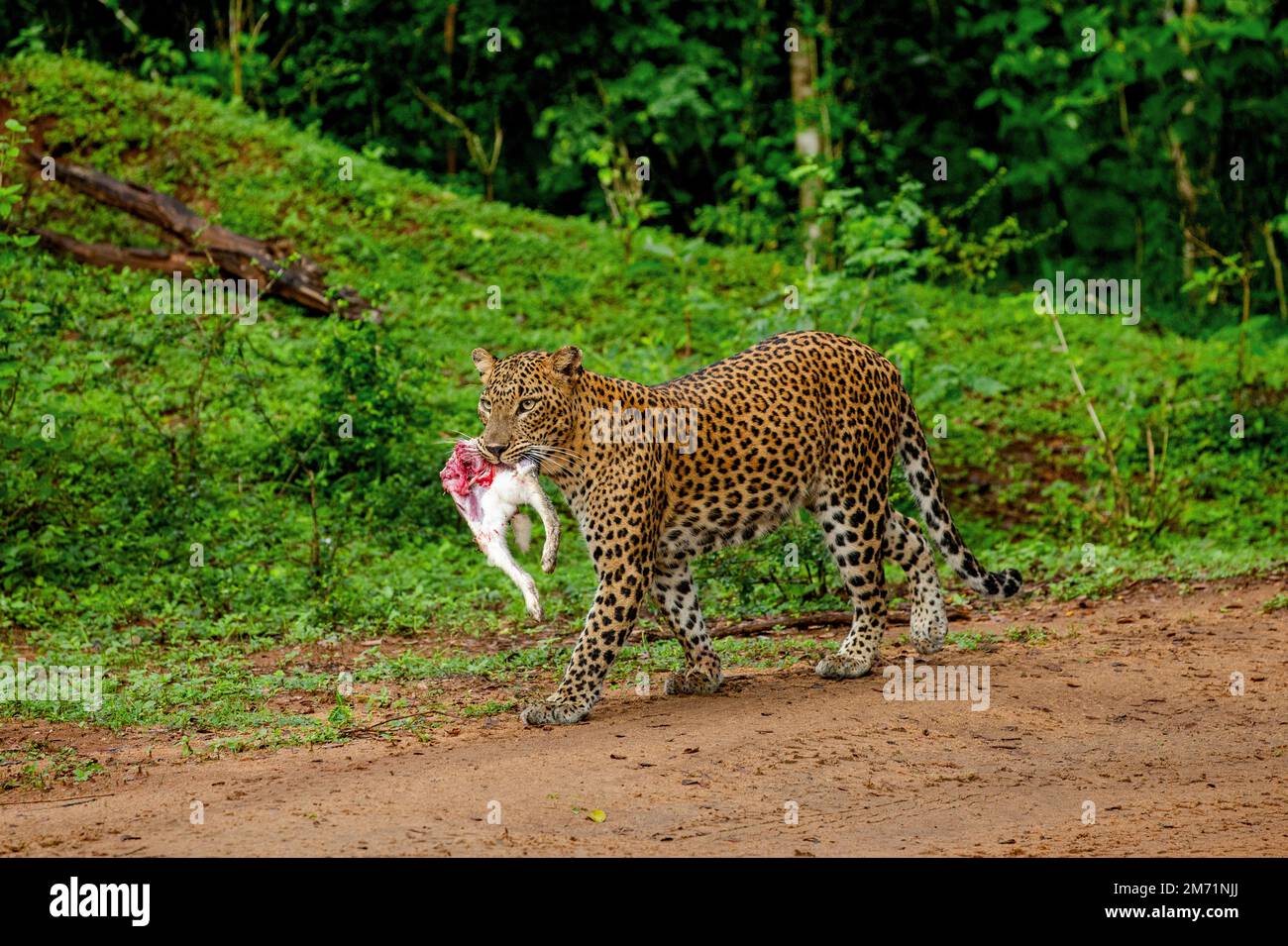 Leopard (Panthera pardus kotiya) with prey is walking along a forest ...