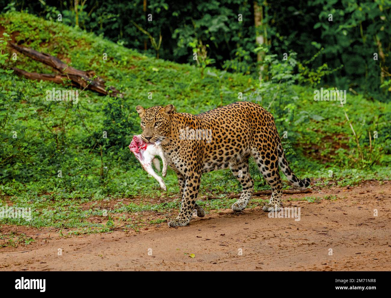 Leopard (Panthera pardus kotiya) with prey is walking along a forest ...